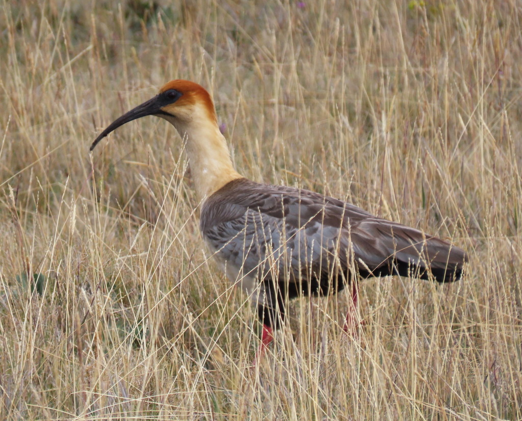Andean Ibis in January 2020 by Paul Bedell. Antisana Reserve · iNaturalist