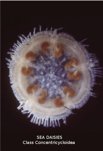 Sea Daisies (Infraclass Concentricycloidea) · iNaturalist