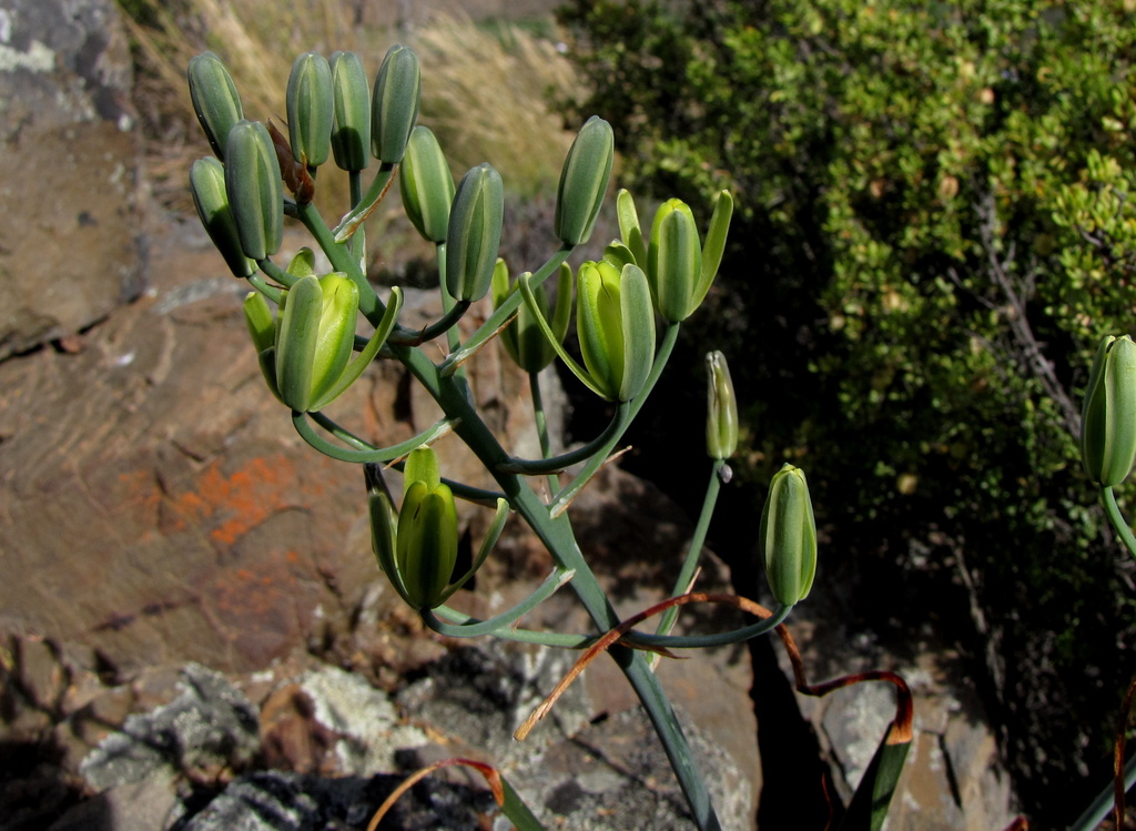 Albuca schoenlandii (Cape Bulbs 1) · BioDiversity4All