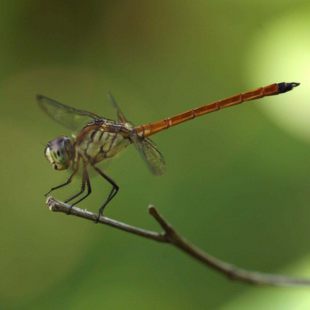Australasian Slimwing from Garig Gunak Barlu National Park, Cobourg ...