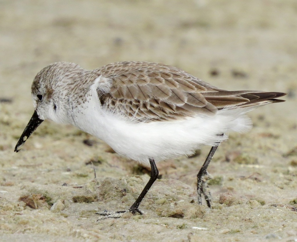 Western Sandpiper (Calidris mauri) - Avian Discovery