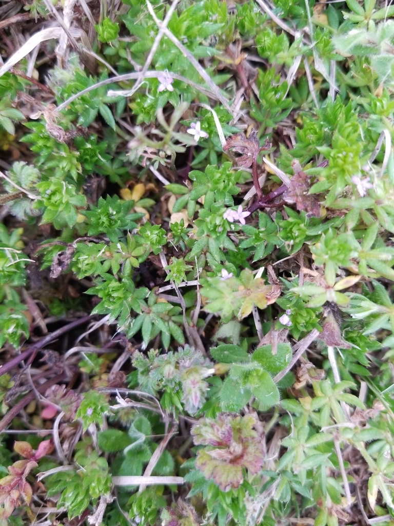 Field madder from Red Bay on March 16, 2020 at 05:50 PM by Kim Hall ...