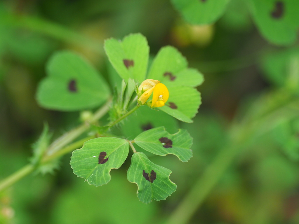 Spotted medick (Jim Chapman/Cooper and White Oak Plant Guide) · iNaturalist