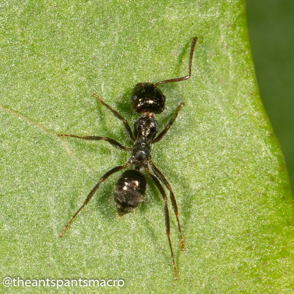 Notoncus capitatus from Mount Byron QLD 4312, Australia on March 1 ...