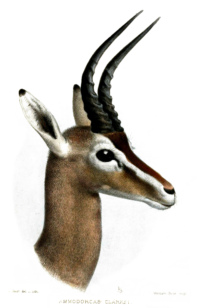 Dibatag (Ammodorcas clarkei) - Know Your Mammals