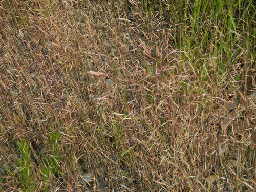 Ventenata Grass (Noxious Weeds of Colorado) · iNaturalist