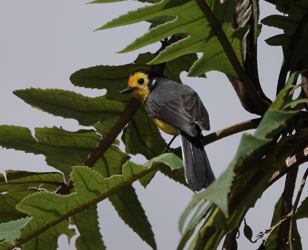 Golden-fronted Redstart from Manizales, Caldas, Colombia on March 15 ...