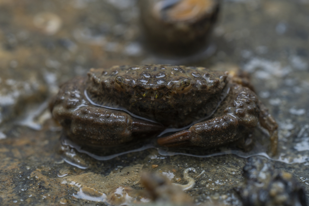 Macromedaeus adelus from East, Singapore on April 12, 2026 at 12:51 PM ...