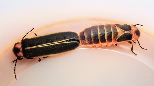 Photinus punctulatus · NaturaLista Colombia