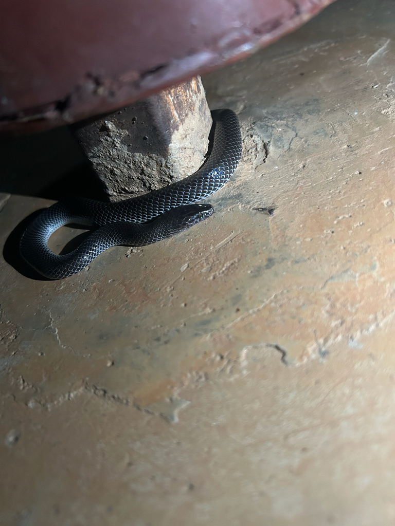 Cape Wolf Snake from Laikipia, Laikipia, KE on April 12, 2026 at 07:46 ...