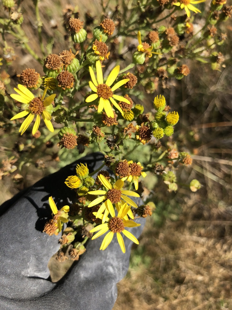 ragwort (Jacobaea vulgaris) - Botanical Realm