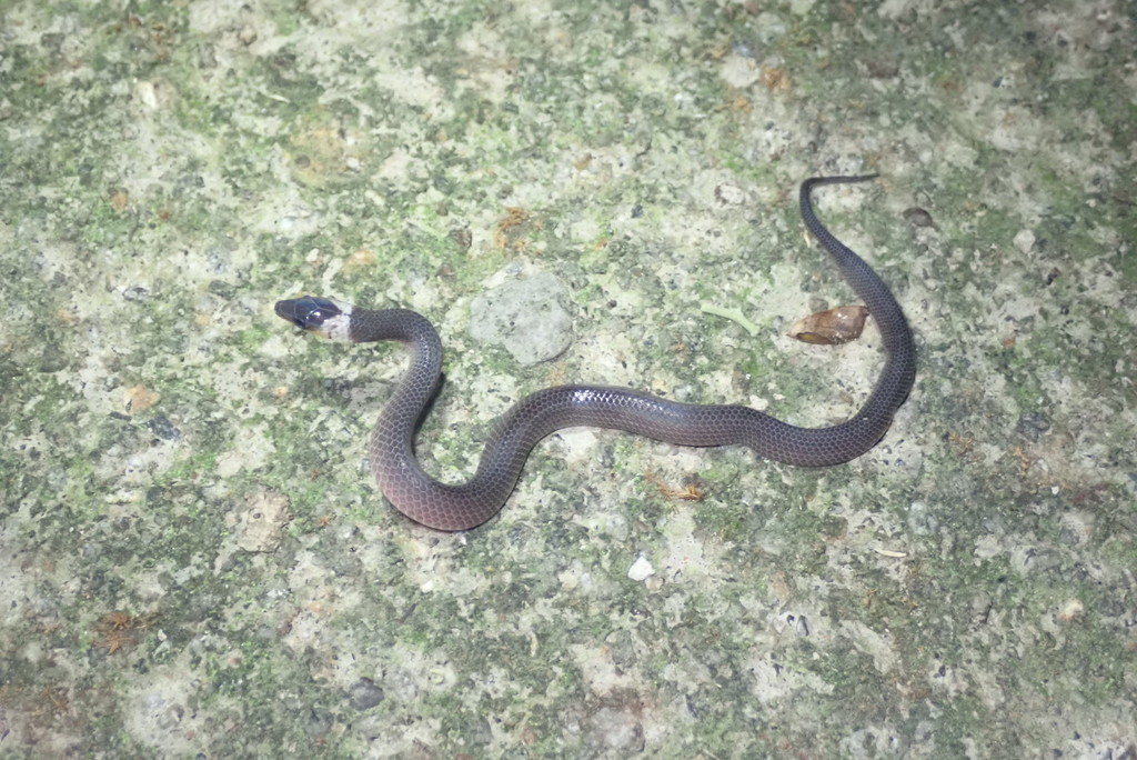 Philippine Shrub Snake from 菲律賓保和比拉尔 on April 07, 2019 at 09:16 PM by ...
