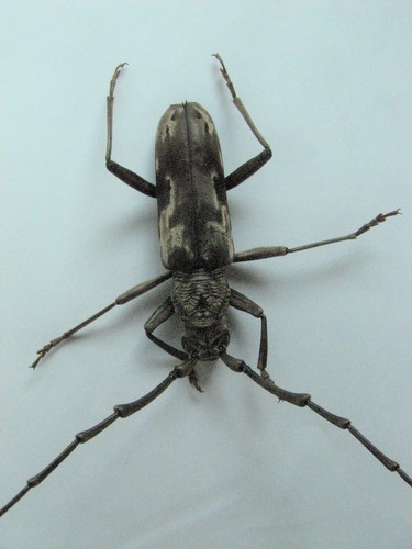 Pachydissus schoenigi · iNaturalist