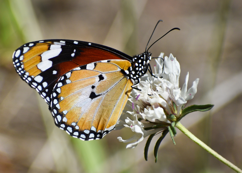 Lesser Wanderer from Adelaide SA, Australia on March 15, 2020 at 12:59 ...