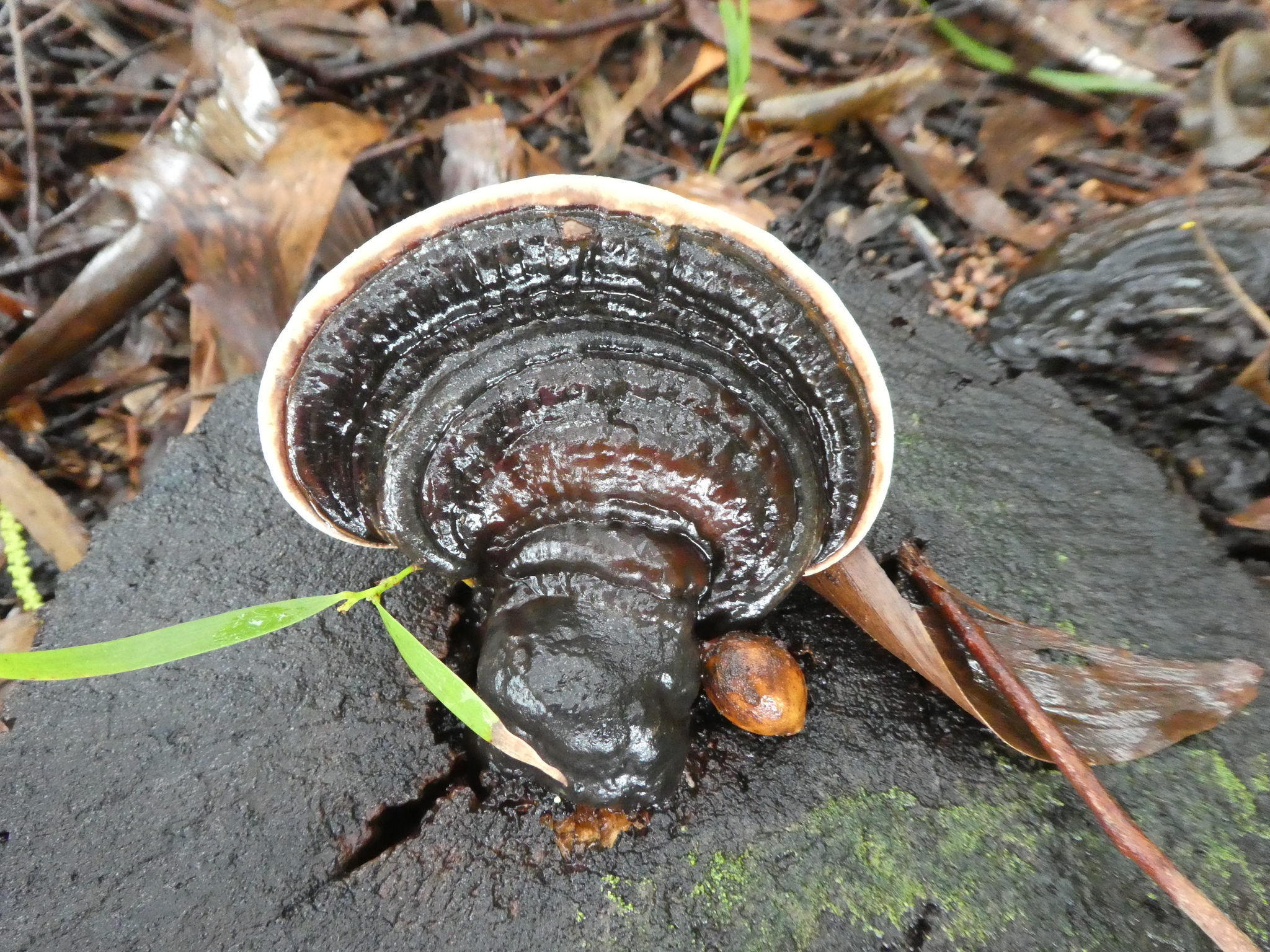 Ganoderma orbiforme (Fr.) Ryvarden