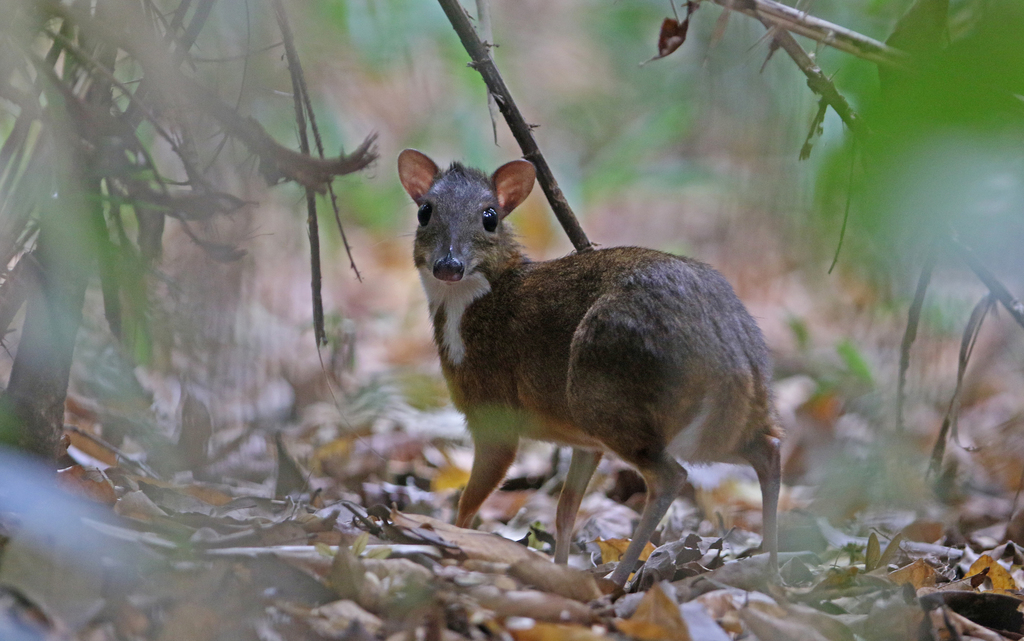 Lesser Oriental Chevrotain from Tân Phú District, Dong Nai, Vietnam on ...