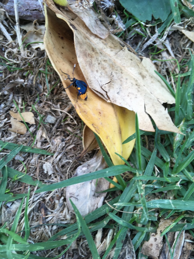 Australian bag moth from Euston Road, Sandringham, Auckland, NZ on ...