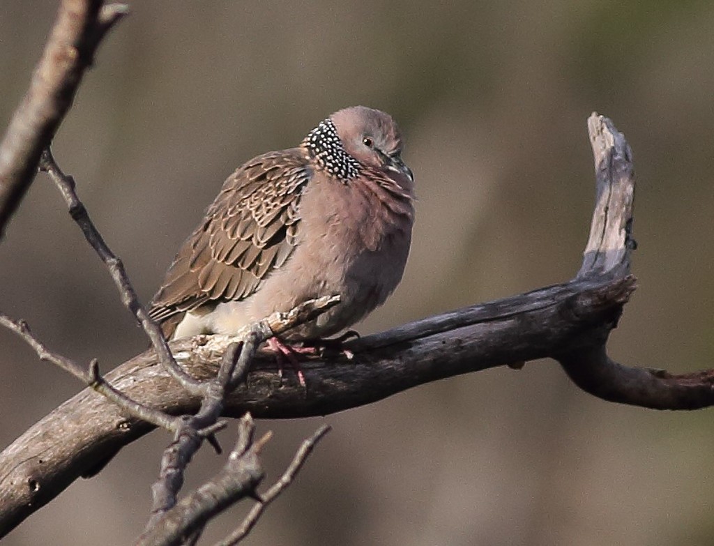 Spotted Dove from Sydney NSW, Australia on April 21, 2016 at 08:06 AM ...