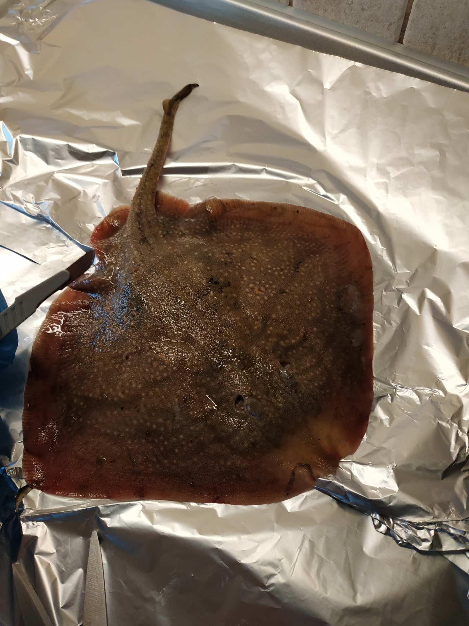 Raja radula Delaroche, 1809