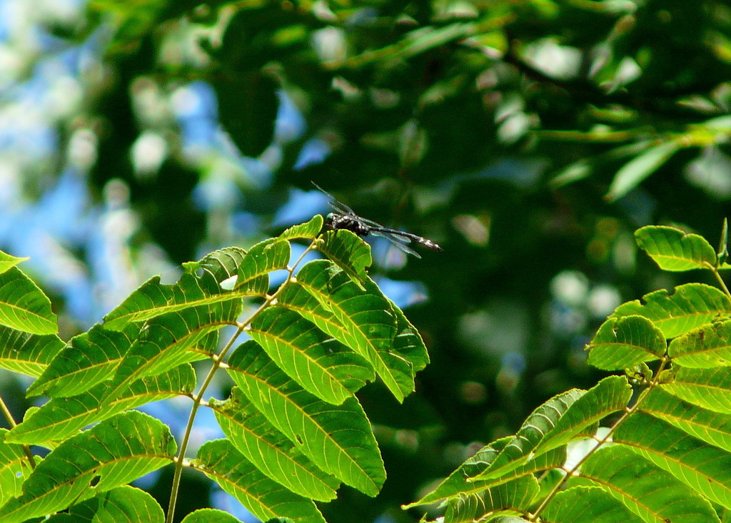 Arrow Clubtail from Waterworks Park, Brantford, ON, Canada on August 21 ...