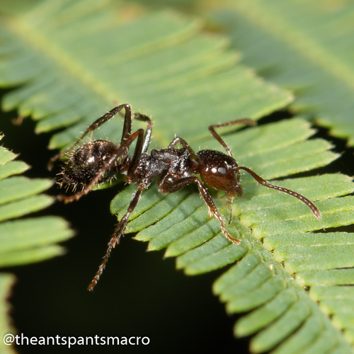 Notoncus capitatus · iNaturalist