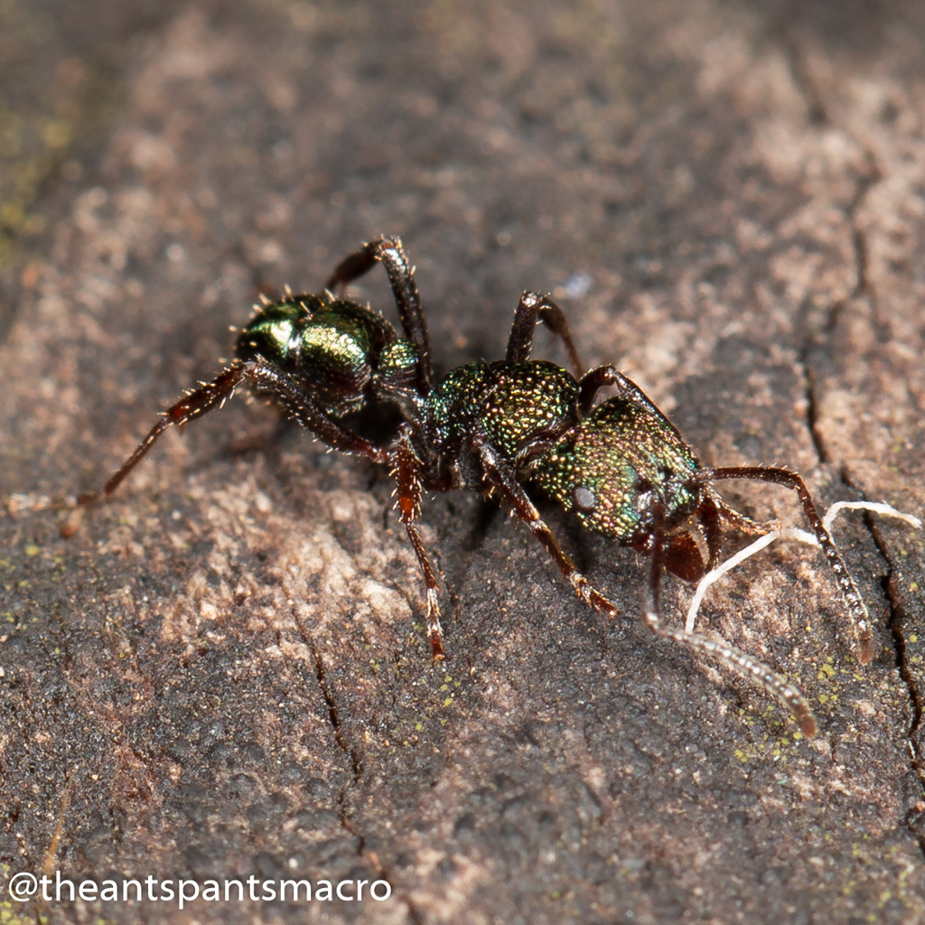 Green-head Ant from Mount Byron QLD 4312, Australia on February 21 ...