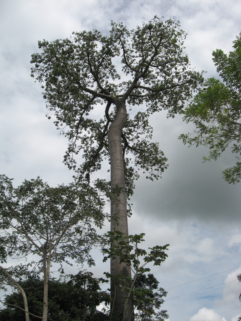 canoe tree in November 2010 by Álvaro Rivas Godin. También se le llama ...