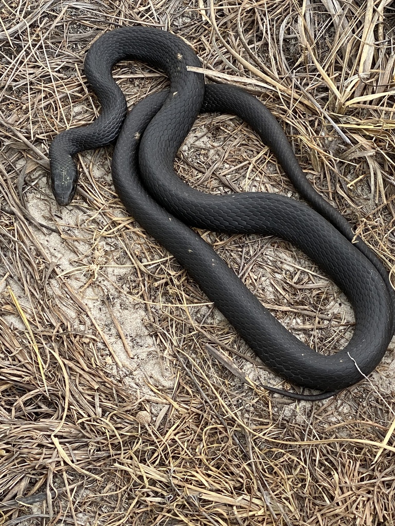 Southern Black Racer from Huntington Beach State Park, Murrells Inlet ...