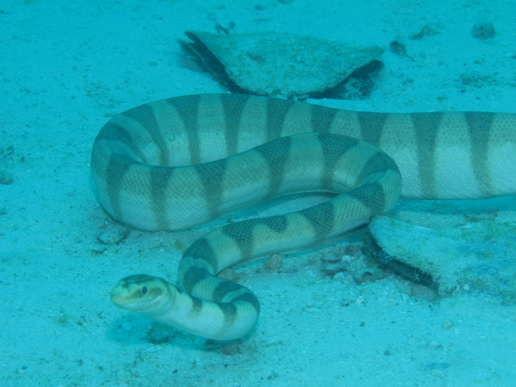 Elapid Snakes (Elapidae) - Snakes and Lizards