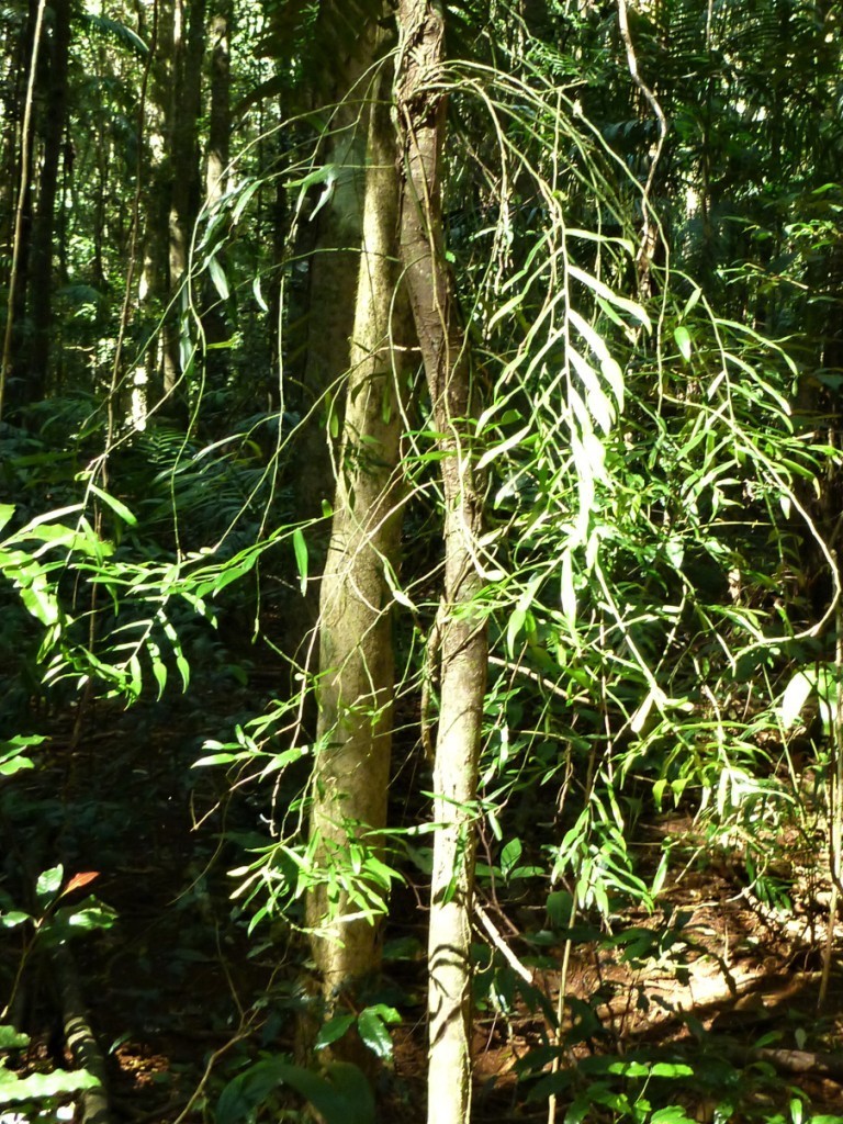candle vine from Maleny QLD 4552, Australia on August 17, 2012 at 10:30 ...