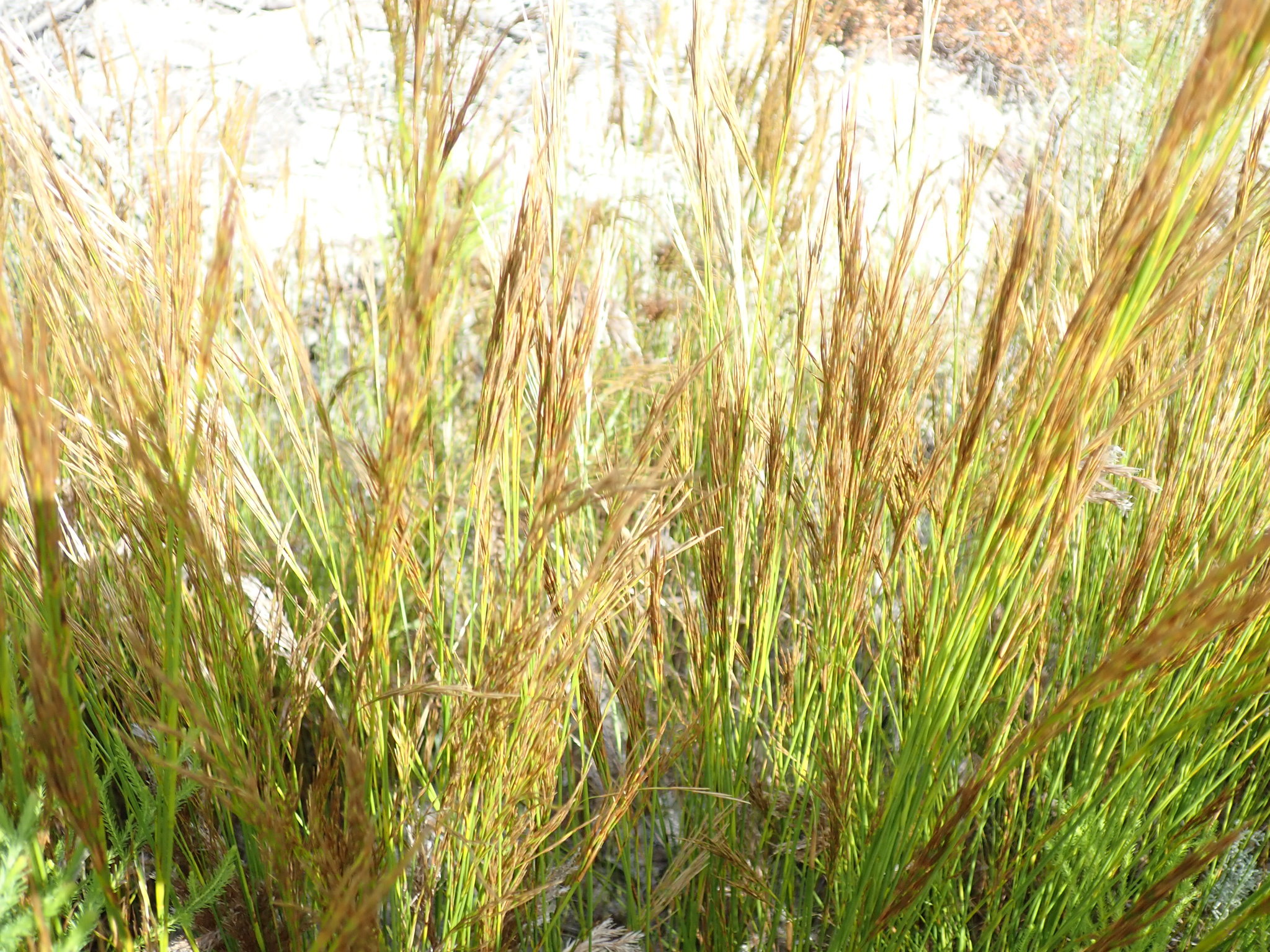 Restio festuciformis Nees ex Mast.