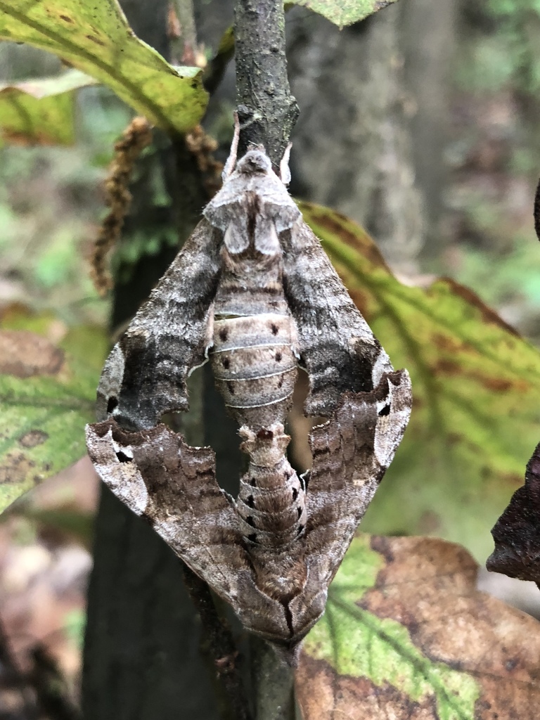 Lettered Sphinx (Casa Tortuga) · iNaturalist