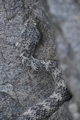 Vipers (Viperidae) - Snakes and Lizards