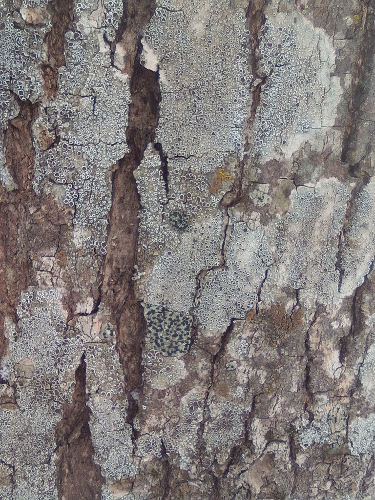 common lichens from Mineral'nye Vody, RU-ST, RU on March 17, 2020 at 01 ...