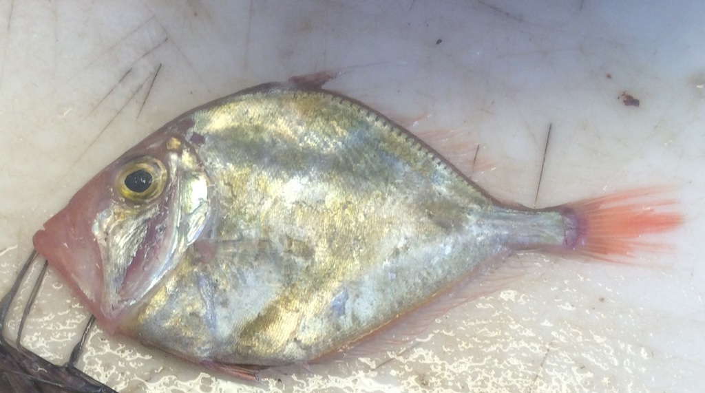 Silver Dory (Cyttus australis) - Marine Life Identification