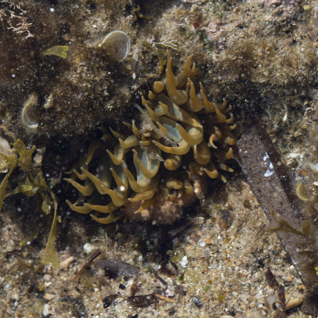 Couch's Trumpet Anemone from Attica, Attica, GR on February 25, 2020 at ...