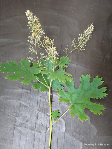 Kelway's Coral Plume (Macleaya microcarpa) · iNaturalist