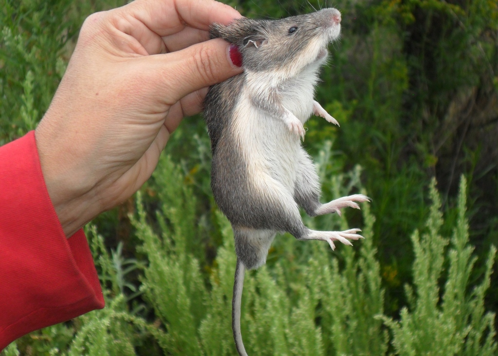 Mexican Spiny Pocket Mouse (Heteromys irroratus) - Know Your Mammals