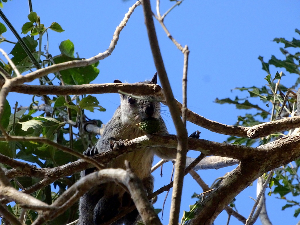 Variegated Squirrel from Provincia de Guanacaste, Costa Rica on ...