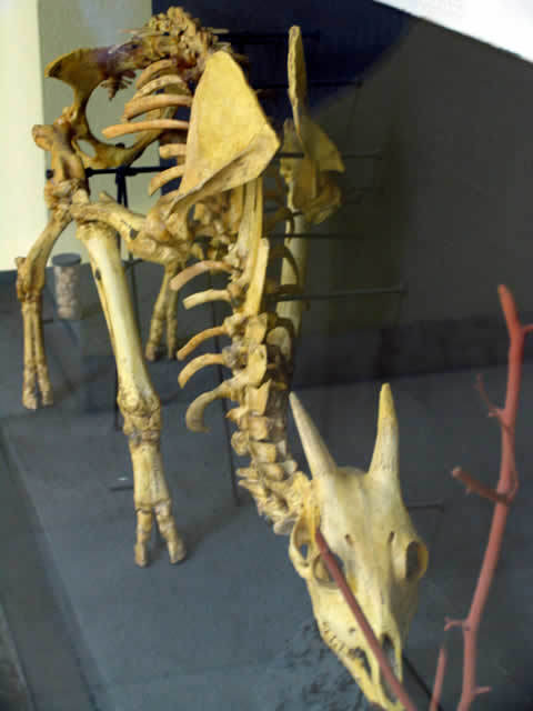 Balearic Cave Goat (Myotragus balearicus) - Know Your Mammals