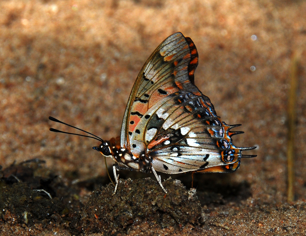 Pearl Spotted Charaxes (Moths and Butterflies of the Mfolozi River ...
