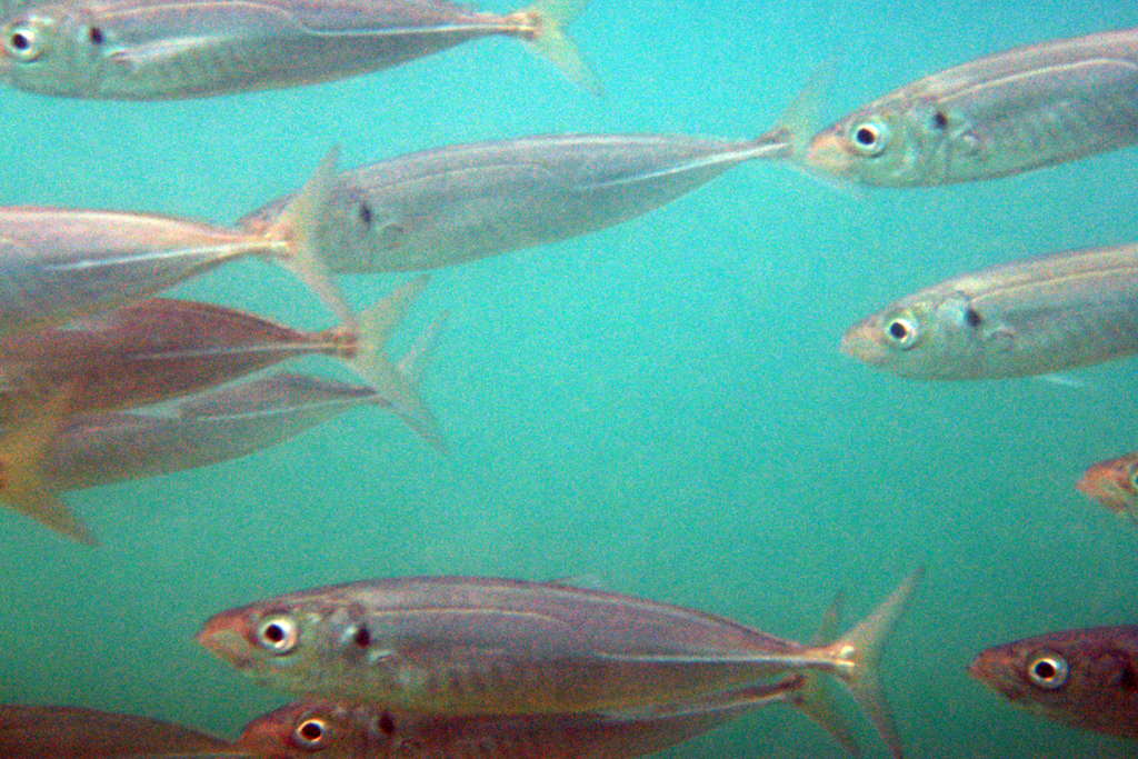 Pacific Jack Mackerel (Trachurus symmetricus) - Marine Life Identification