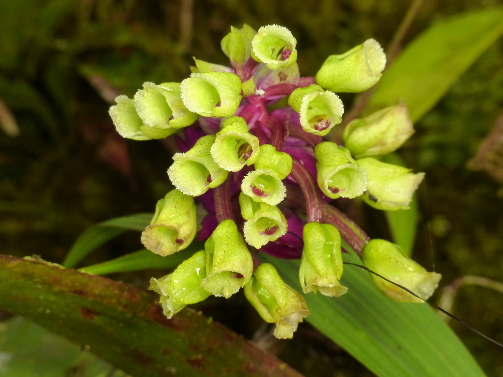Elleanthus (Orquídeas de Tabio) · iNaturalist