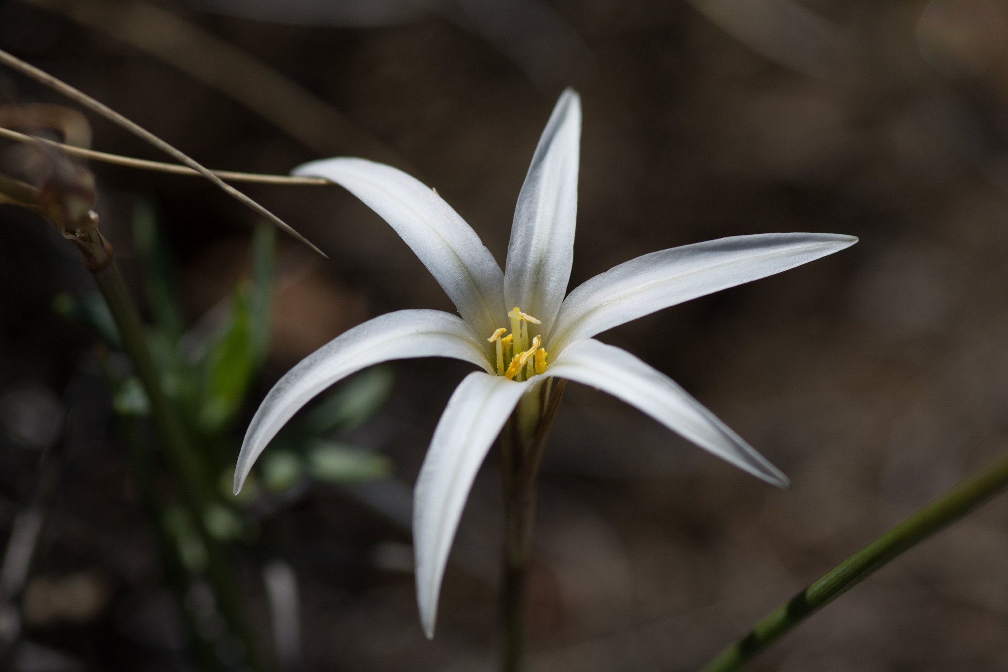 Tristagma patagonicum (Baker) Traub