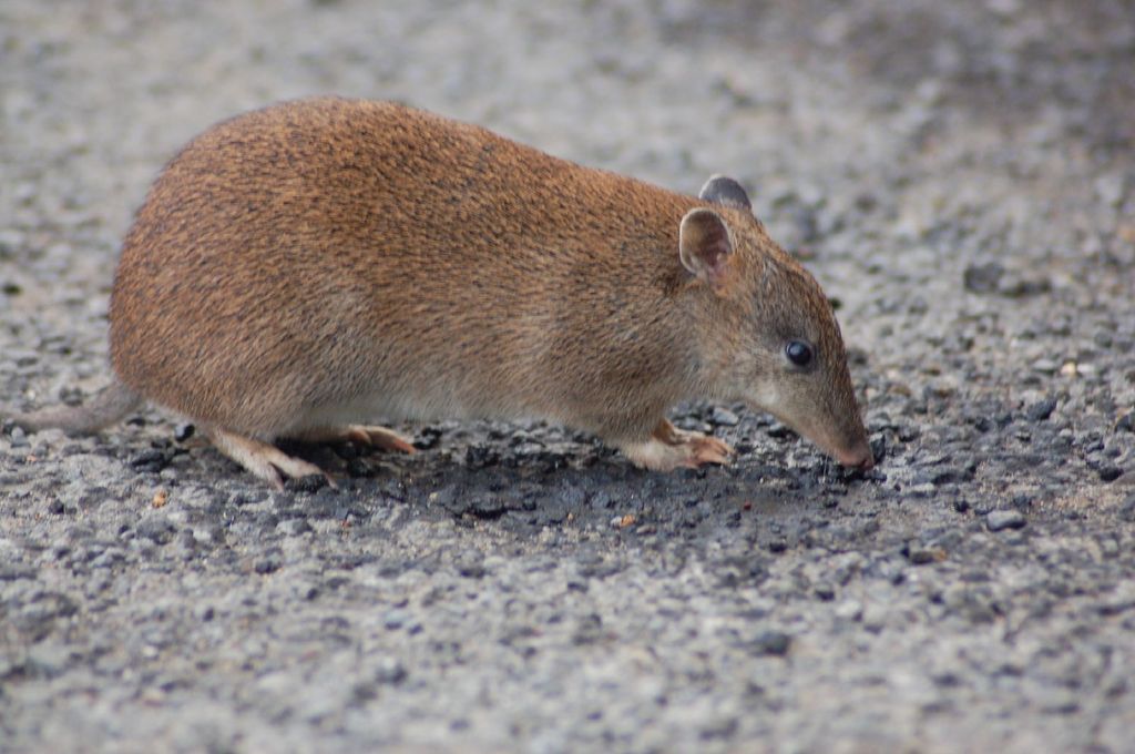 Bandicoots and Bilbies (Peramelemorphia) - Know Your Mammals