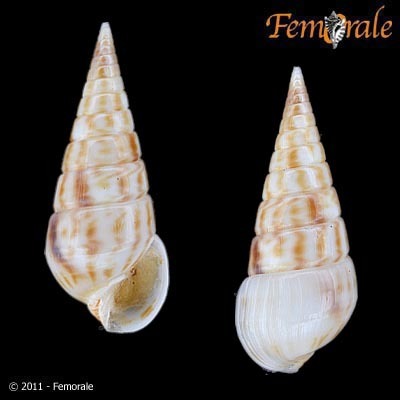 Longchaeus maculosus · iNaturalist Ecuador