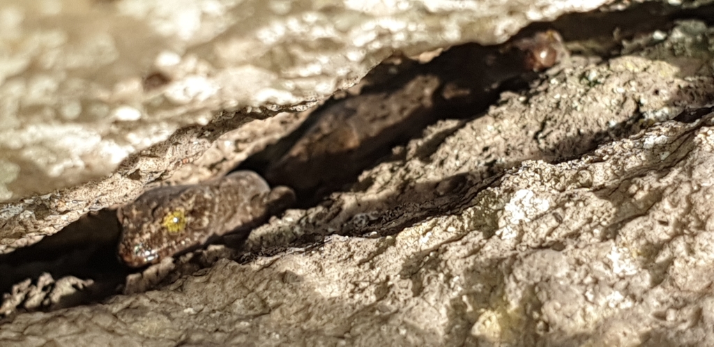 Waitaha Gecko in March 2020 by susan. A pair of geckos that were ...