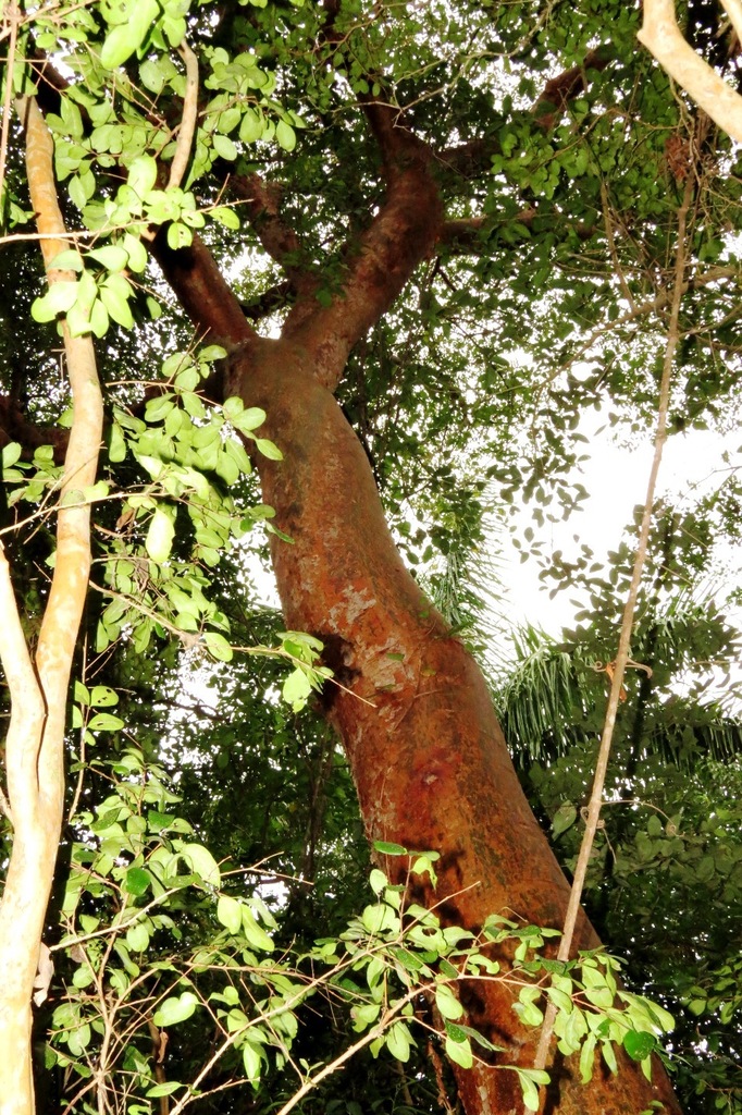 Gumbo Limbo from Collier-Seminole State Park, Collier Co., FL on ...