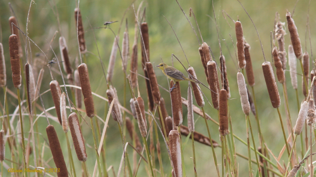 hybrid cattail from Chambers County, TX, USA on July 28, 2013 at 02:31 ...