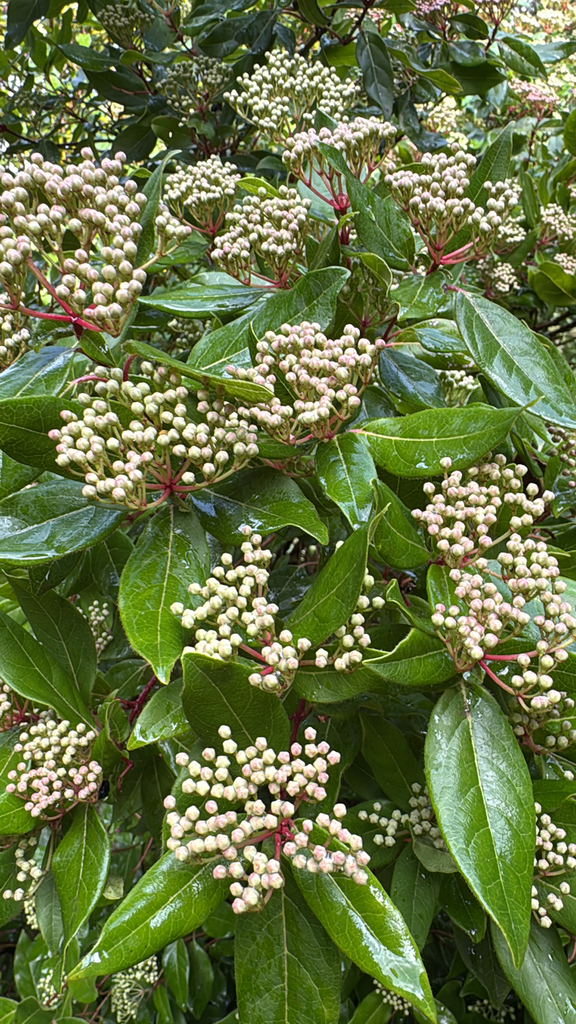 Laurustinus viburnum from Arboretum Dr E, Seattle, WA, US on February ...